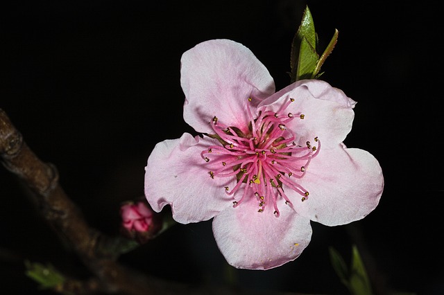 Fleur De Pêche Plantes - Photo gratuite sur Pixabay - Pixabay