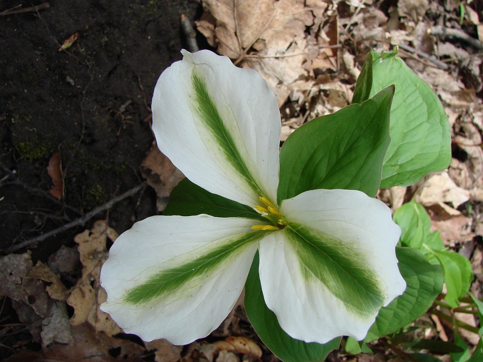 Trillium Wildflower Free Photo On Pixabay Pixabay