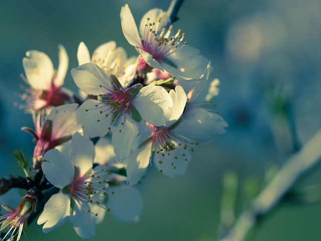 Amandier Fleurs Le Printemps - Photo gratuite sur Pixabay - Pixabay