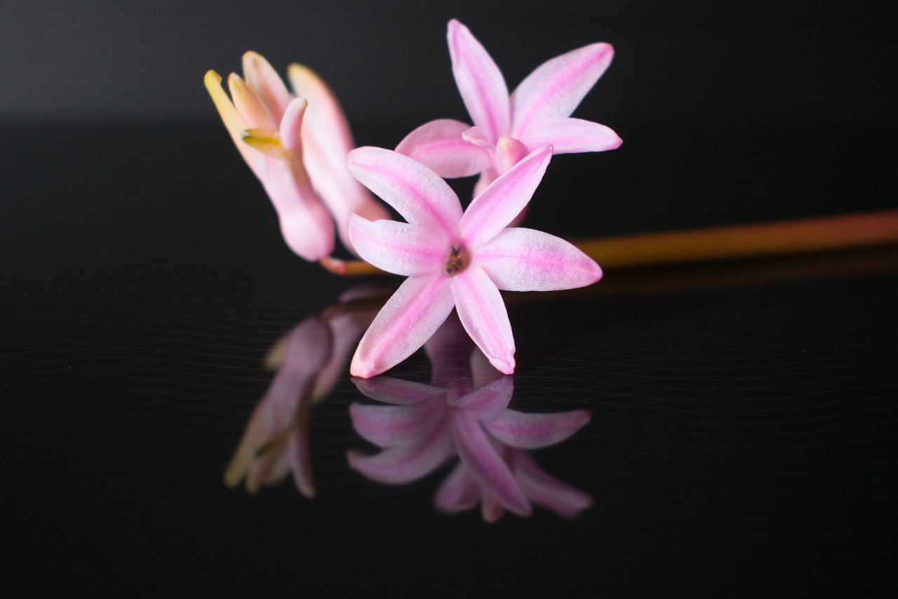 Jacinto Flores Planta - Foto gratis en Pixabay - Pixabay