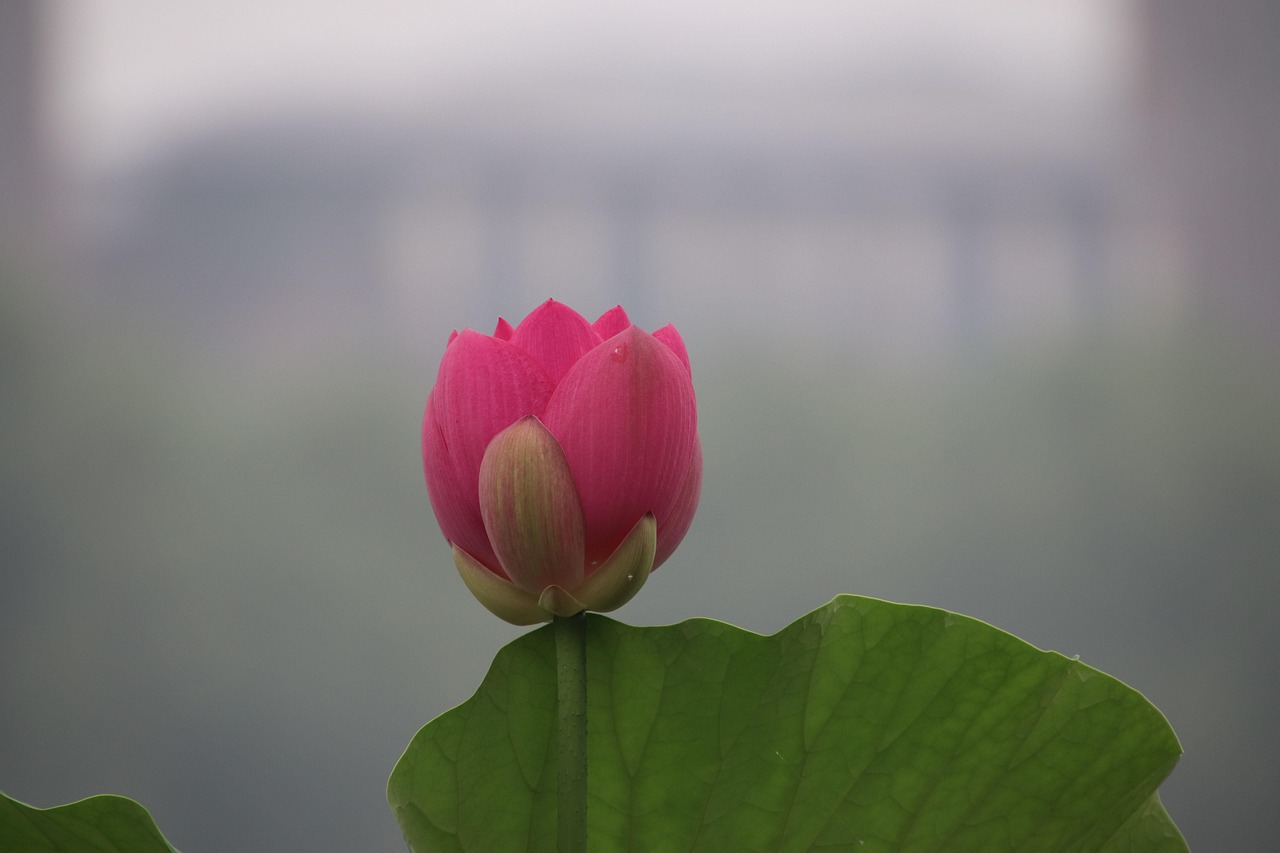 Teratai Bunga Tanaman - Foto gratis di Pixabay - Pixabay