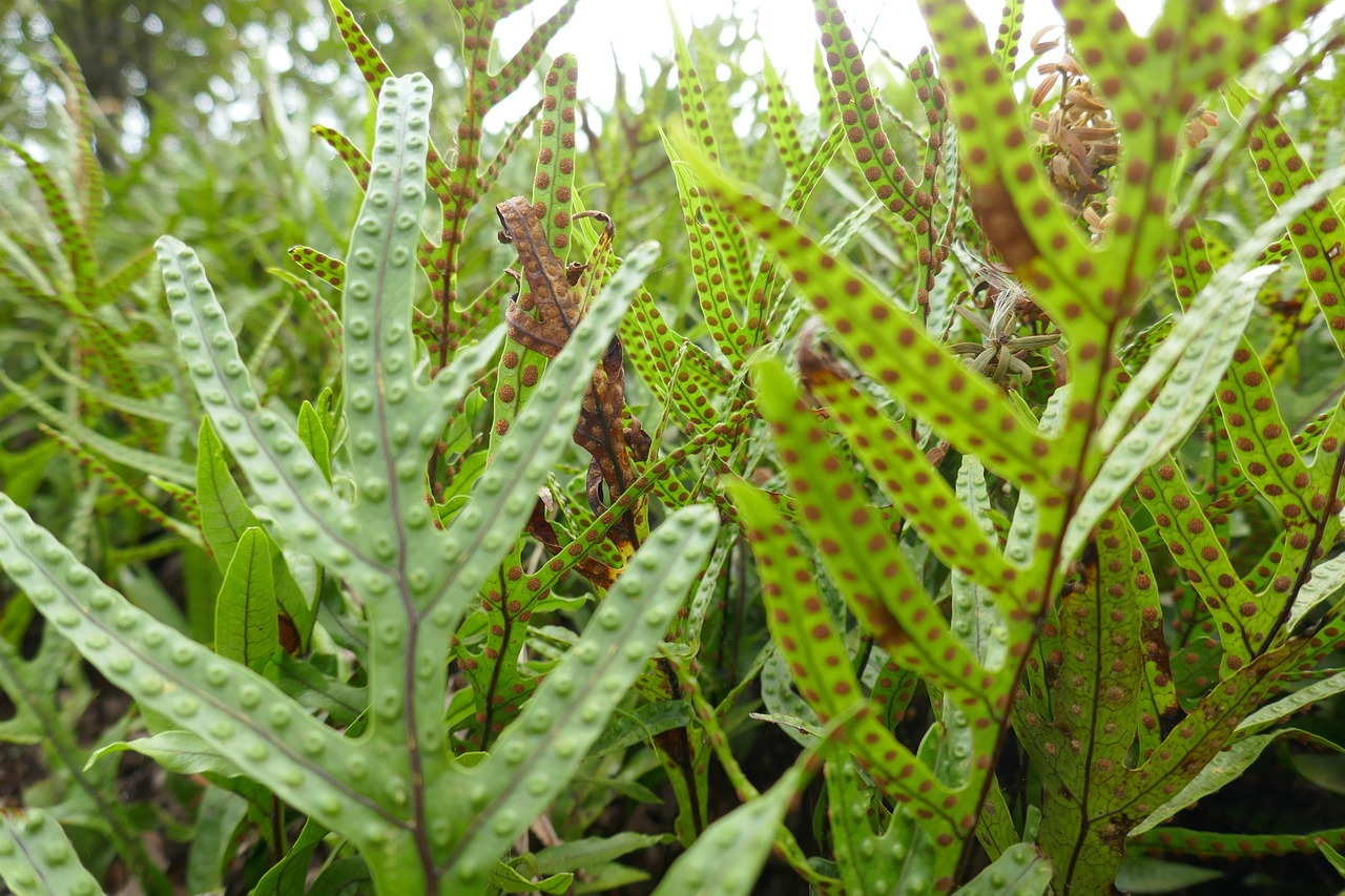 Fern Symmetry Nature - Free photo on Pixabay - Pixabay