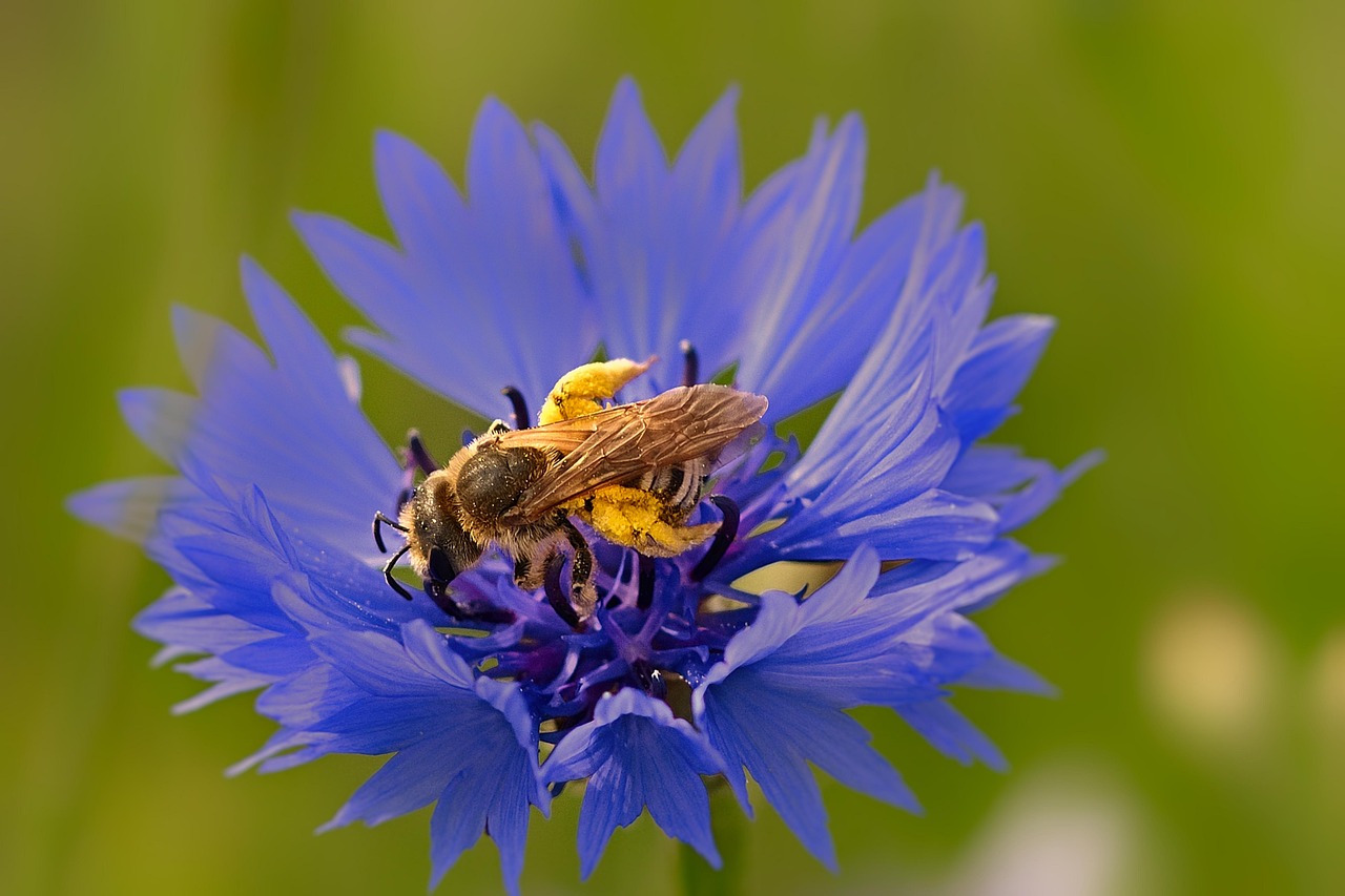 Honey Bee Cornflower Knapweed - Free photo on Pixabay - Pixabay