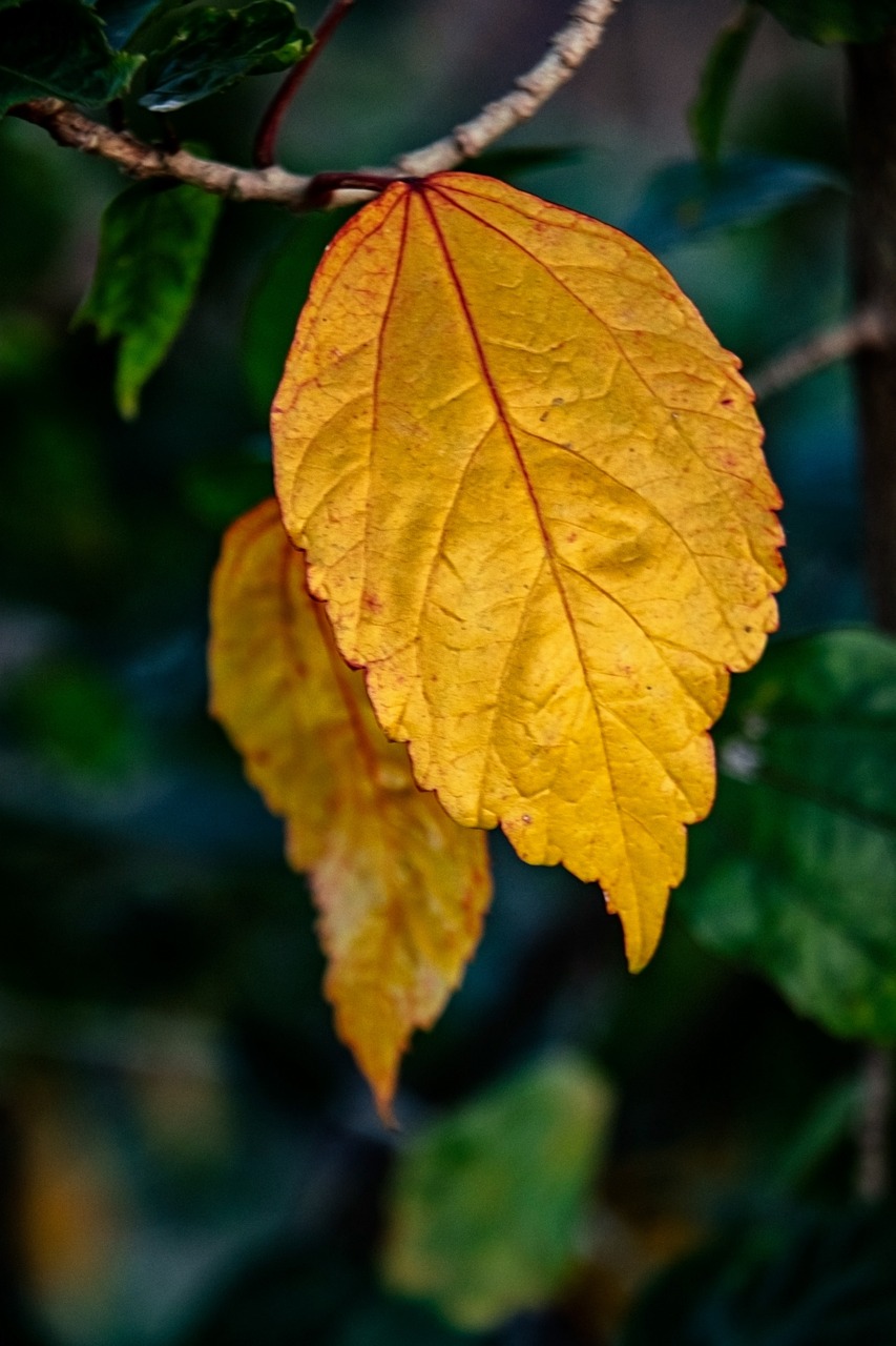 Folha Folhas Natureza - Foto gratuita no Pixabay - Pixabay