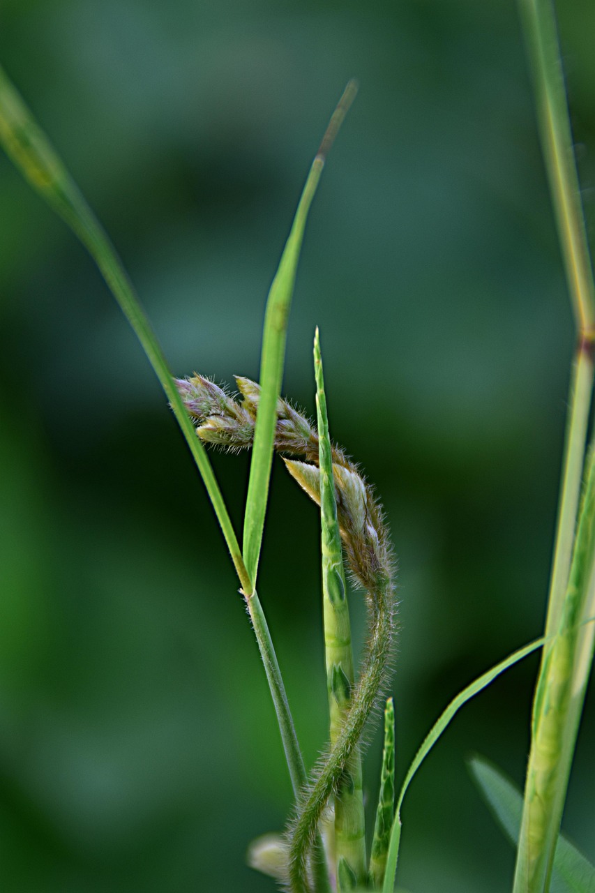 Grass Halm Close Up Blade Of - Free photo on Pixabay - Pixabay