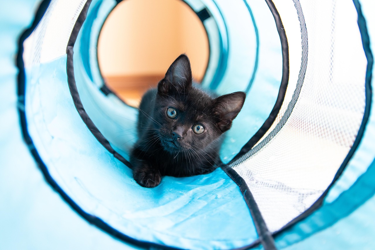 Cat Kitten Pet Black - Free photo on Pixabay - Pixabay