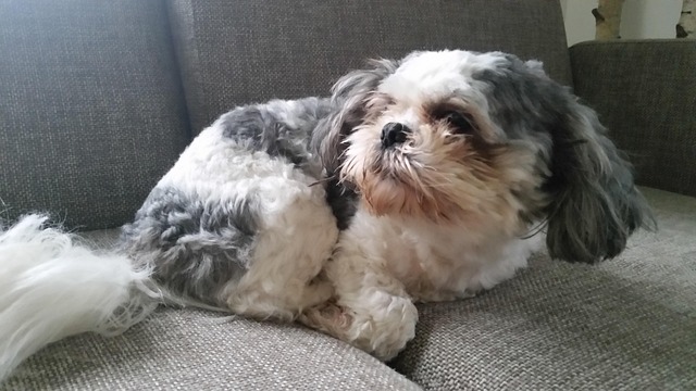 Cachorro Shih Grilo Animal - Foto gratuita no Pixabay - Pixabay
