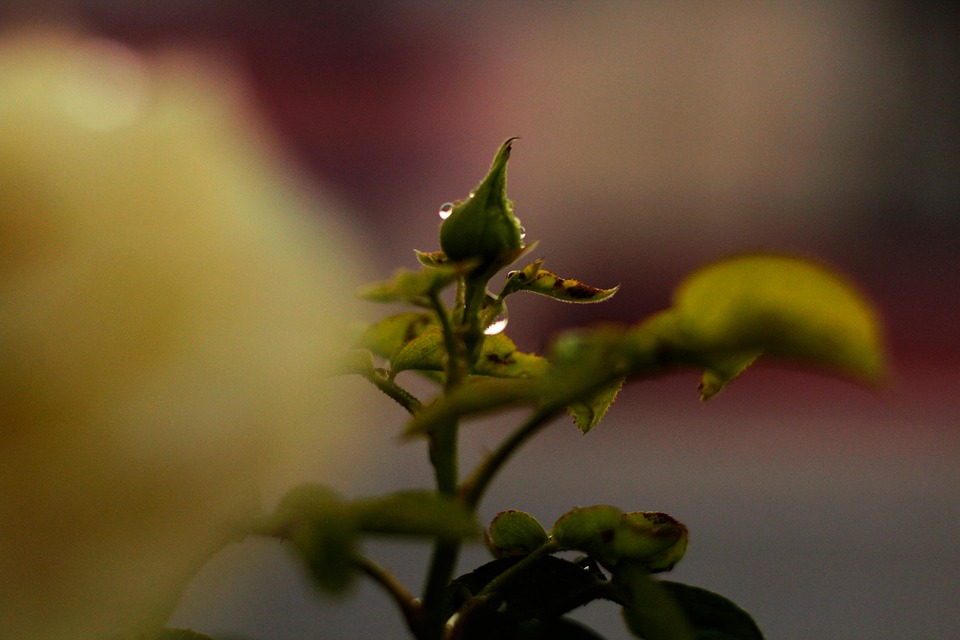 Rose Knospe Pflanze - Kostenloses Foto auf Pixabay - Pixabay