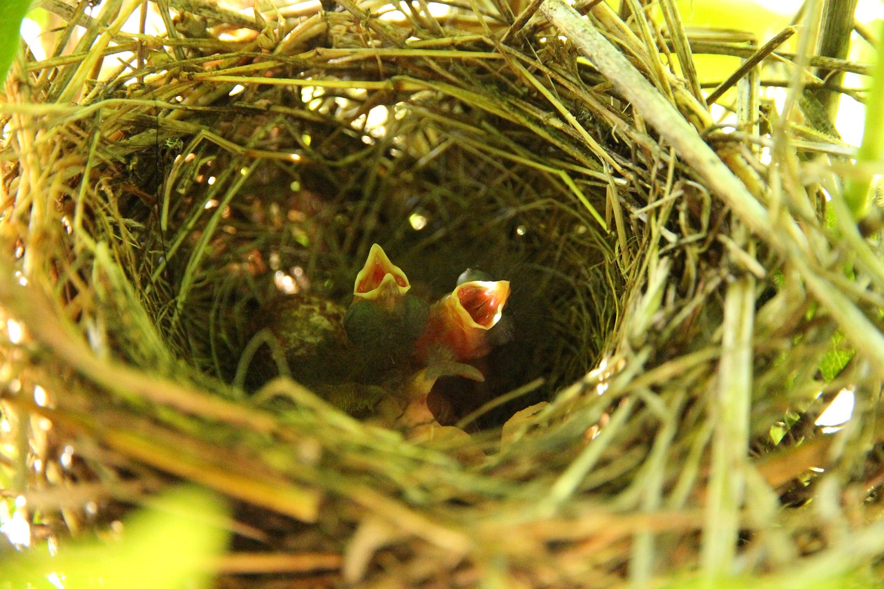 Chicks Birds Nest - Free photo on Pixabay