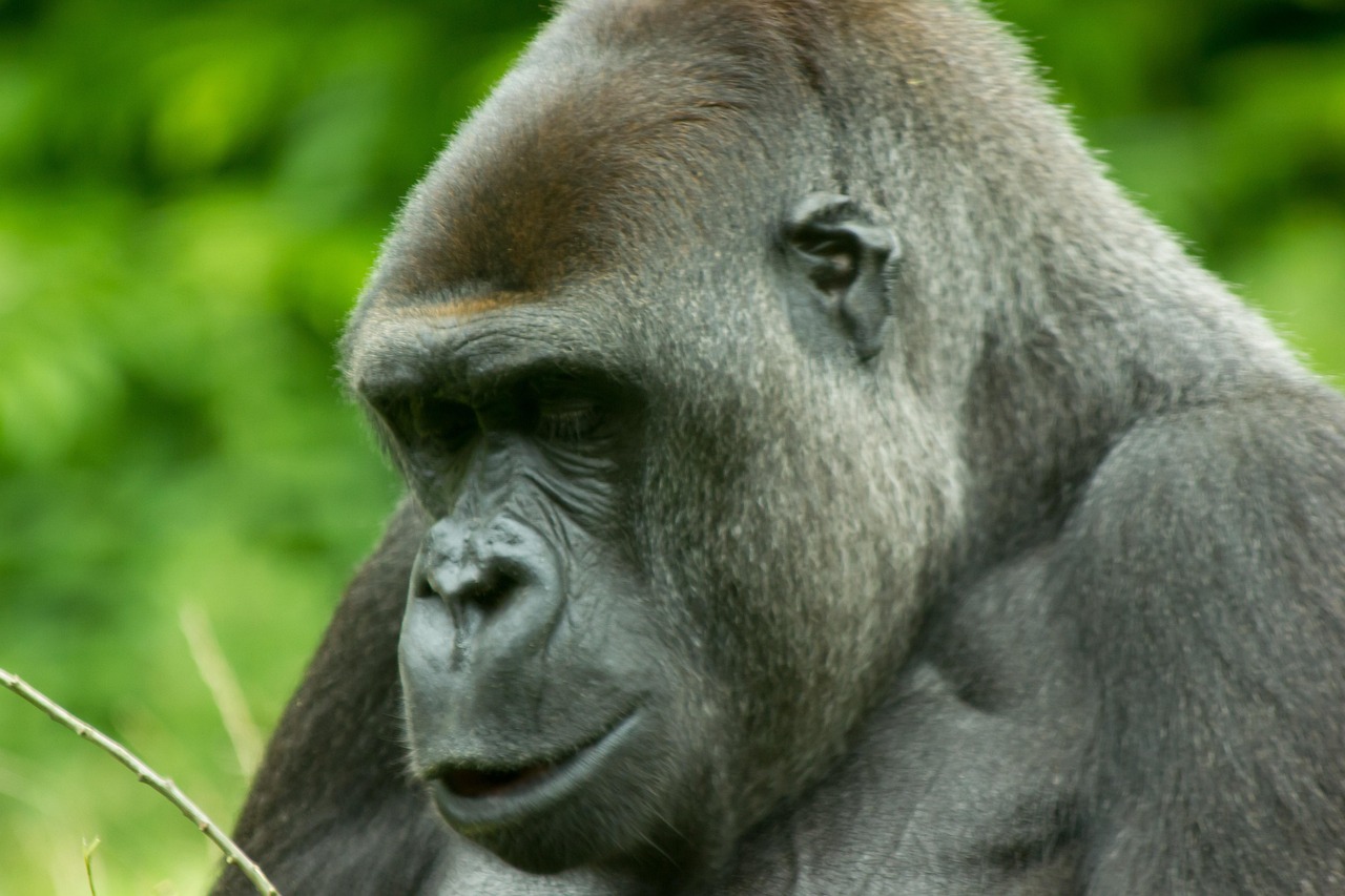 Gorilla Tier - Kostenloses Foto auf Pixabay - Pixabay