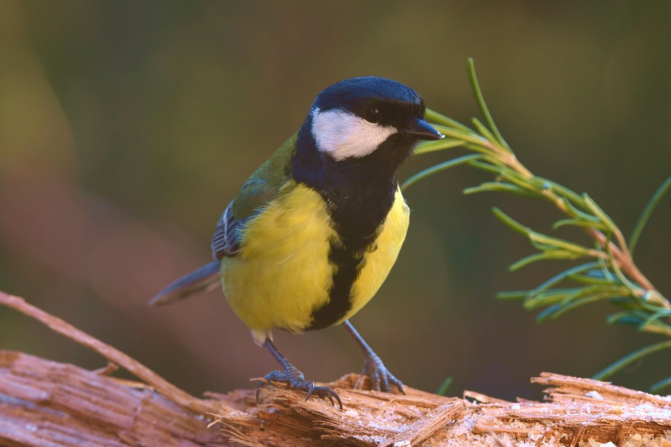 Great Tit Bird Animal Little - Free photo on Pixabay
