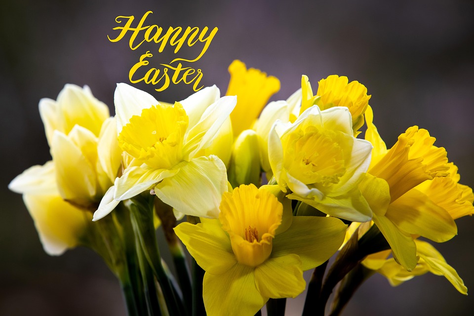 Daffodils Easter Greeting - Free photo on Pixabay