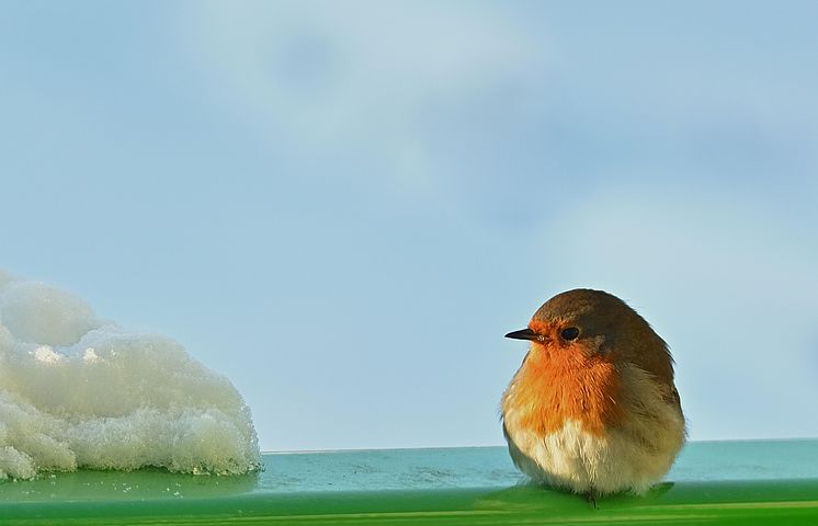 Plus de 700 photos gratuites de Robin Des Oiseaux et de Oiseau - Pixabay