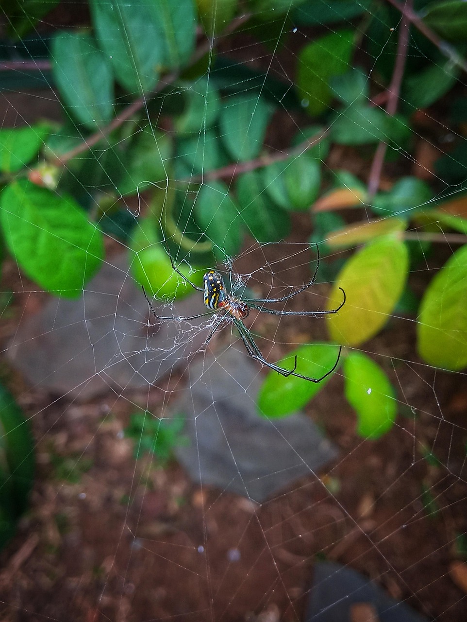Spiderweb Spider Leaf - Free photo on Pixabay - Pixabay
