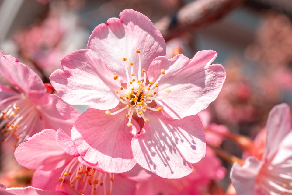 Sakura Feder Natur - Kostenloses Foto auf Pixabay