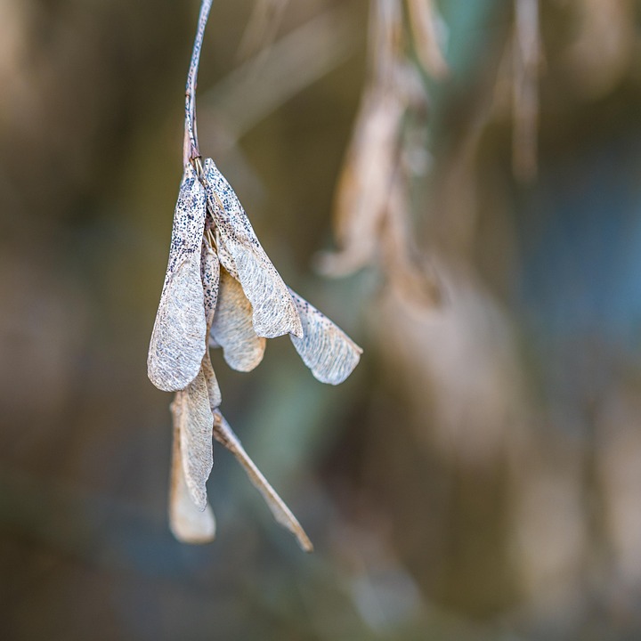 Maple Seed Withered - Free photo on Pixabay - Pixabay