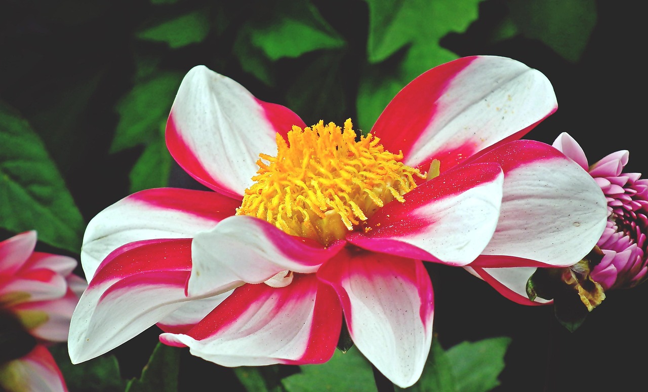 Dahlia Bunga-Bunga Putih - Merah - Foto gratis di Pixabay - Pixabay