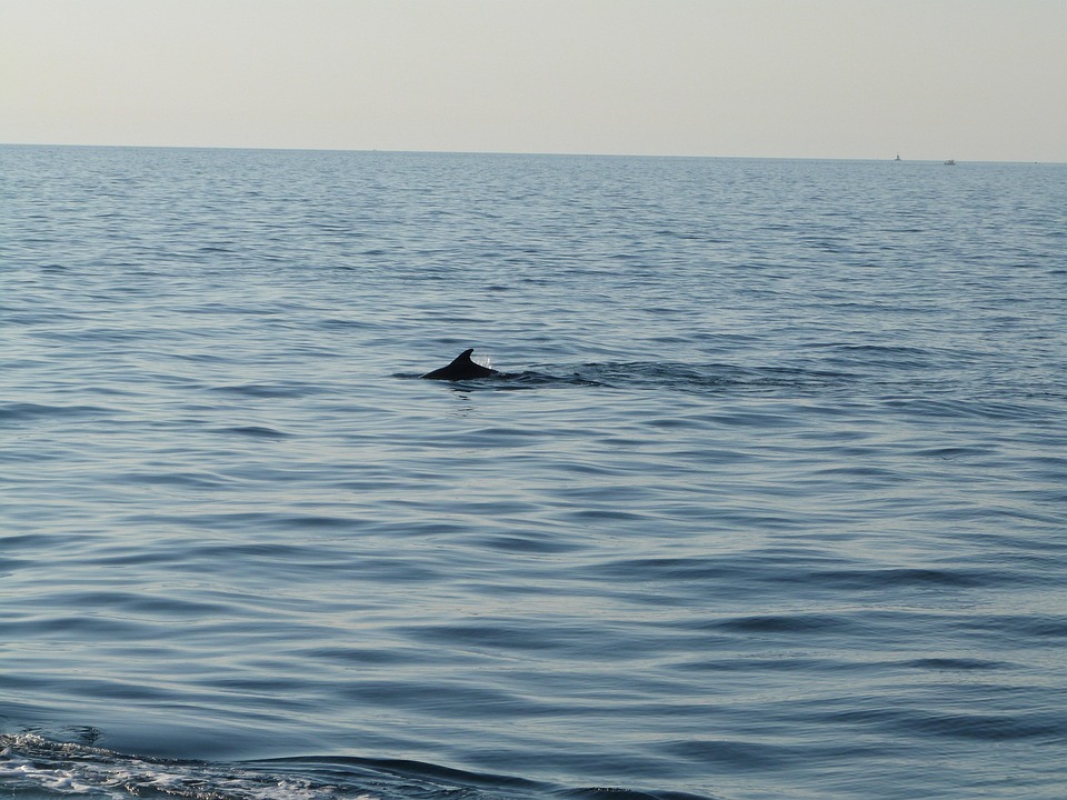 Oceano Delfín Animal - Foto gratis en Pixabay