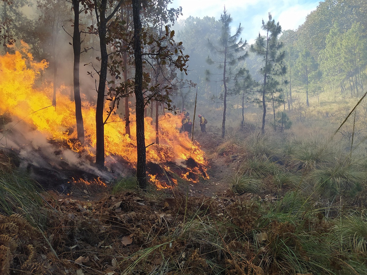 Forest Firefighter Fire - Free photo on Pixabay - Pixabay
