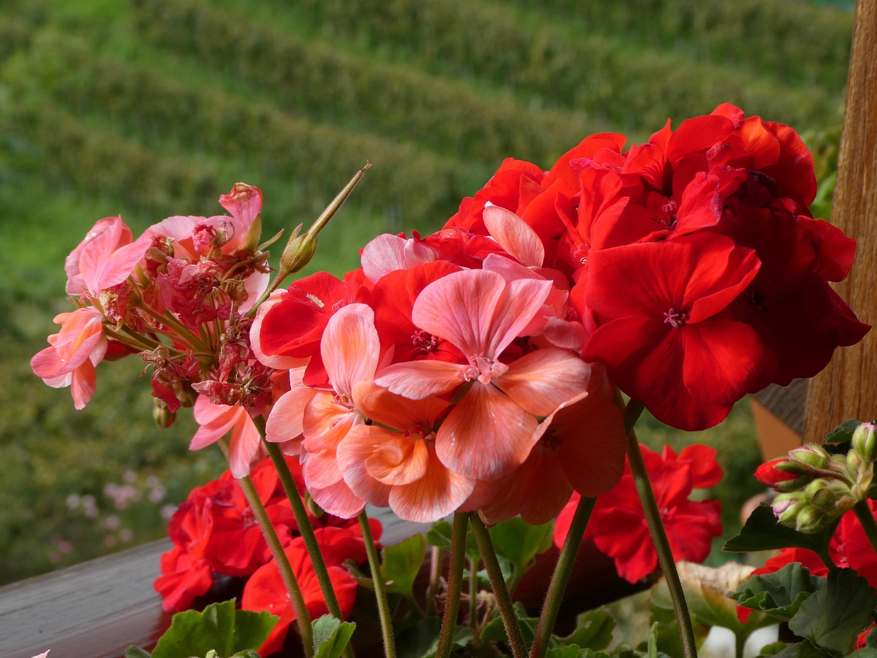 Geranium Blomster Anlegg - Gratis foto på Pixabay - Pixabay