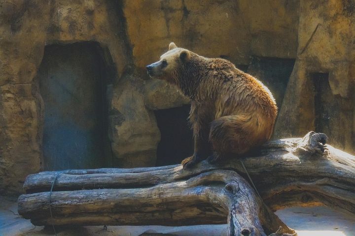 70+ Free Sad Bear & Sad Photos - Pixabay