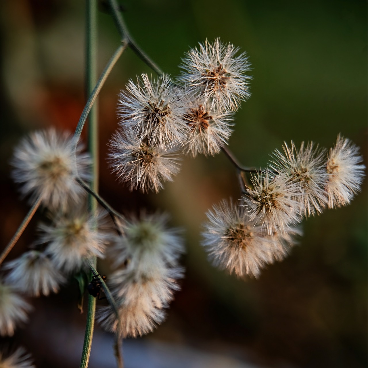 Fleurs Pissenlits Prairie - Photo gratuite sur Pixabay - Pixabay