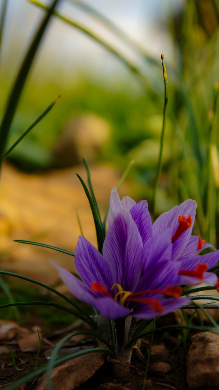 Pemandangan Laut Crocus Bunga Awan - Foto gratis di Pixabay - Pixabay