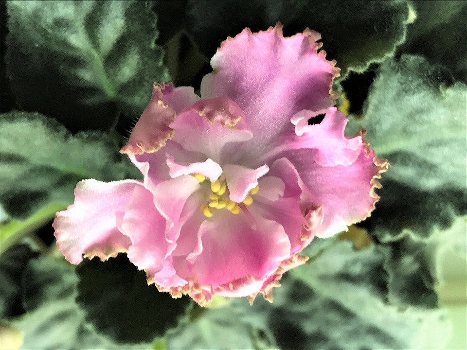 Violet Rose Fleur La - Photo gratuite sur Pixabay - Pixabay