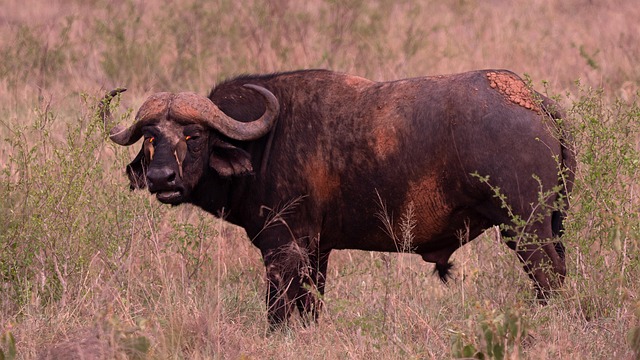 Buffalo Animal Safari - Free photo on Pixabay