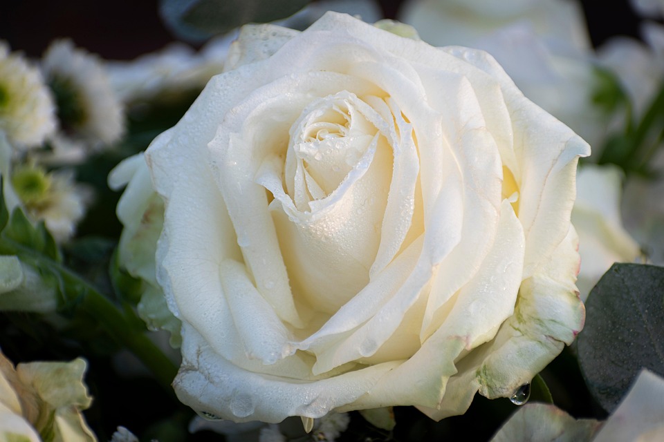 Rose Blanche Beauté - Photo gratuite sur Pixabay - Pixabay