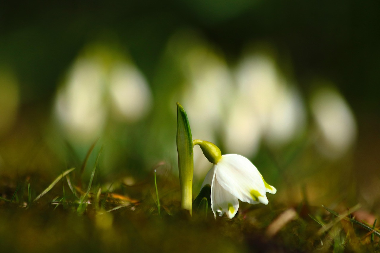 Perce-Neige Fleur Plantes - Photo gratuite sur Pixabay - Pixabay