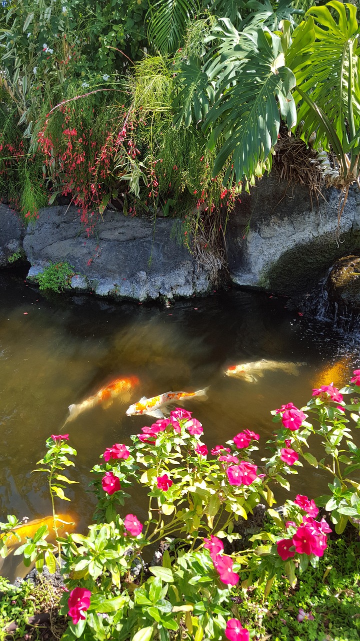 Kolam Koi Bunga-Bunga Merah Muda - Foto gratis di Pixabay - Pixabay