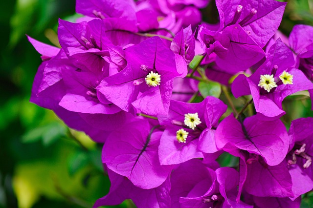 Costa Rica Flowers Yard - Free photo on Pixabay - Pixabay