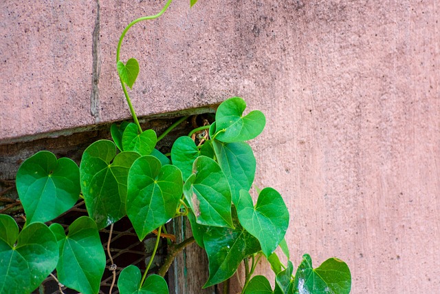 Leaves Vine Window - Free photo on Pixabay