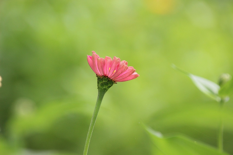 Zinnie Zinnia Elegans Pinke Blume - Kostenloses Foto auf Pixabay - Pixabay