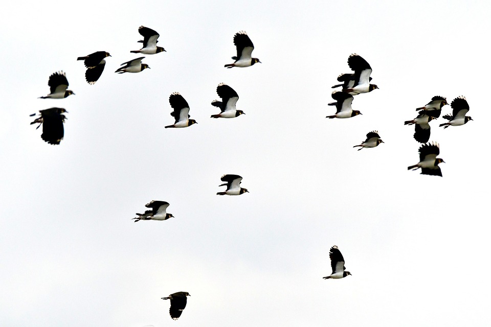 Lapwing Flock Flying - Free photo on Pixabay - Pixabay