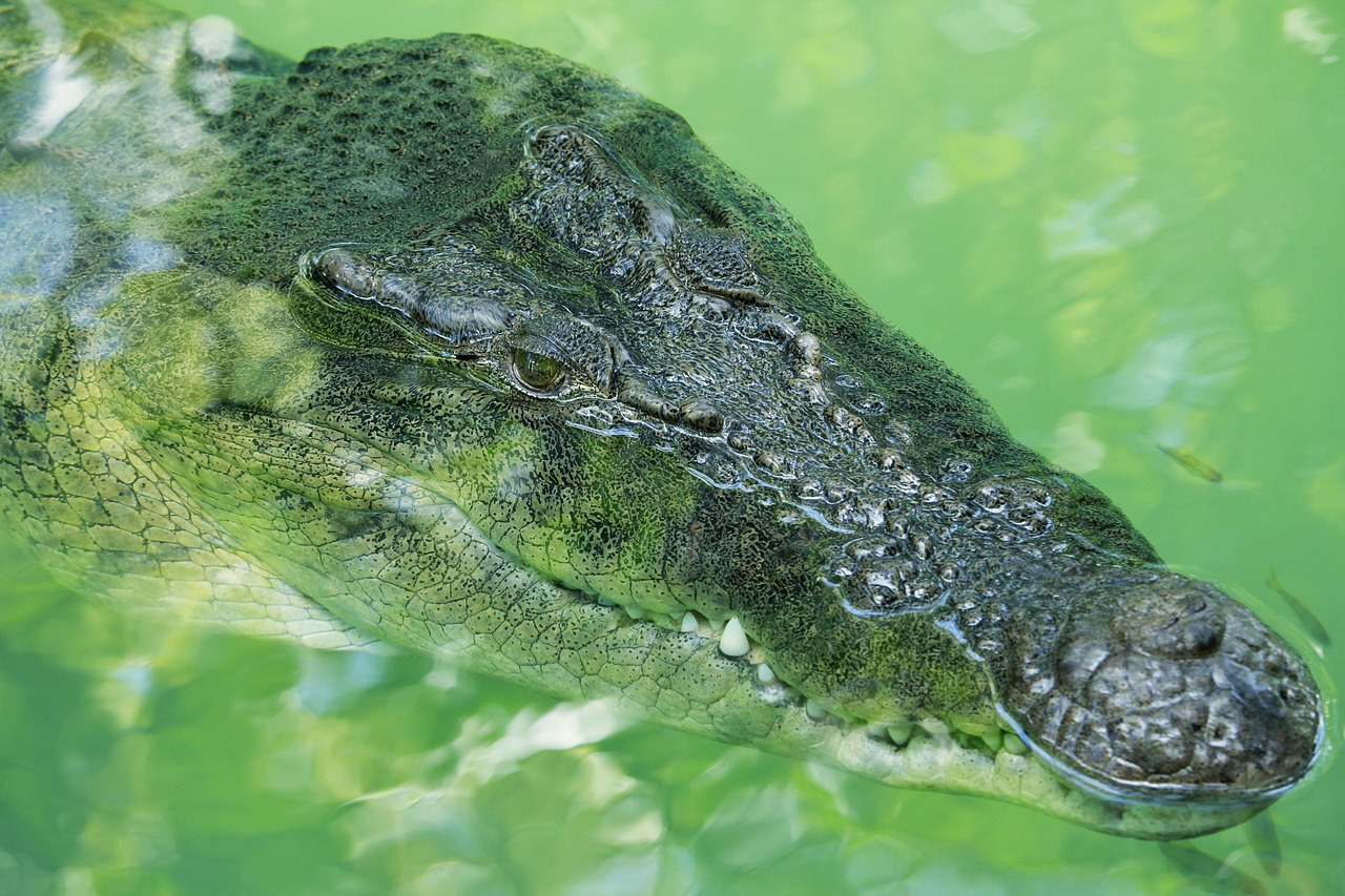 Alligator Dyr Krokodille - Gratis foto på Pixabay - Pixabay