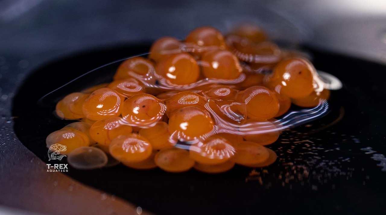 Des Poissons Oeuf - Photo gratuite sur Pixabay - Pixabay