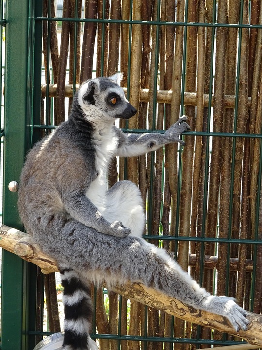 Affe Katta Sitzen - Kostenloses Foto auf Pixabay - Pixabay