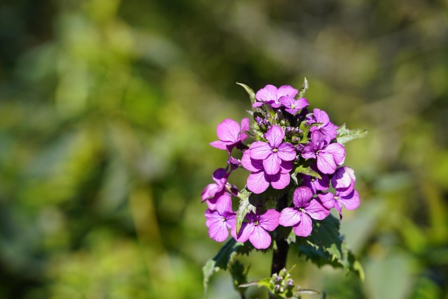 Honesty Flowers Plant - Free photo on Pixabay - Pixabay