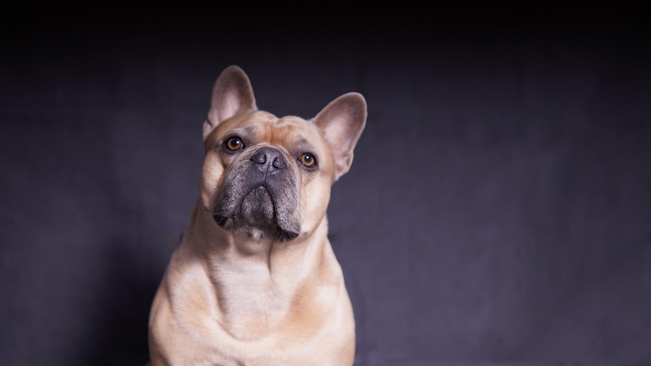 French Bulldog Dog Strong - Free photo on Pixabay - Pixabay