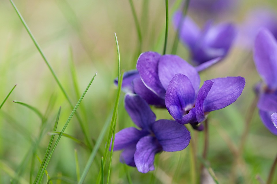 Violet Flower Meadow - Free photo on Pixabay - Pixabay
