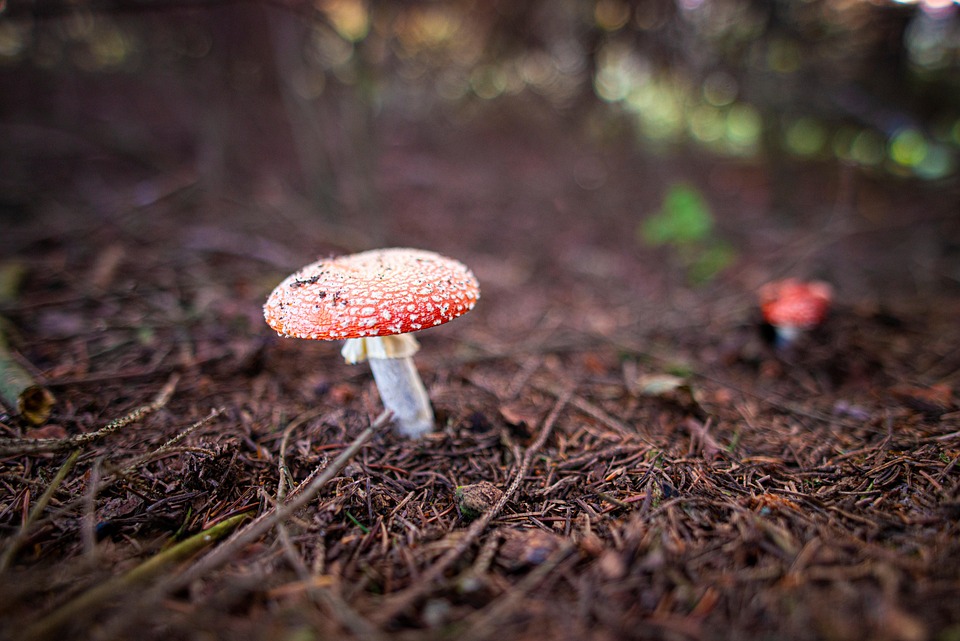 Amanite Mouche Champignon - Photo gratuite sur Pixabay - Pixabay