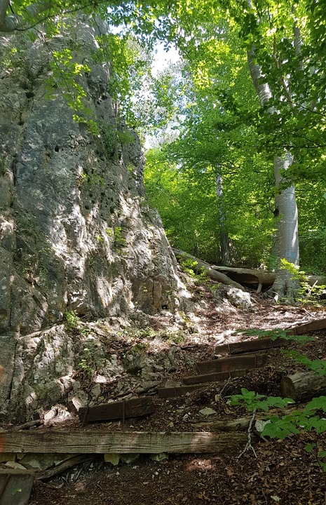 Baum Holz Wald - Kostenloses Foto auf Pixabay - Pixabay