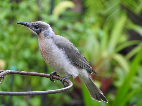 9+ Free Friarbird & Wildlife Images - Pixabay