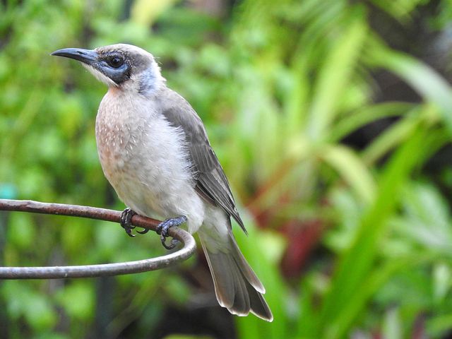 9+ Free Friarbird & Wildlife Images - Pixabay