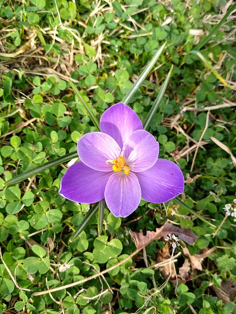 Bunga Tanaman Padang Rumput - Foto gratis di Pixabay - Pixabay