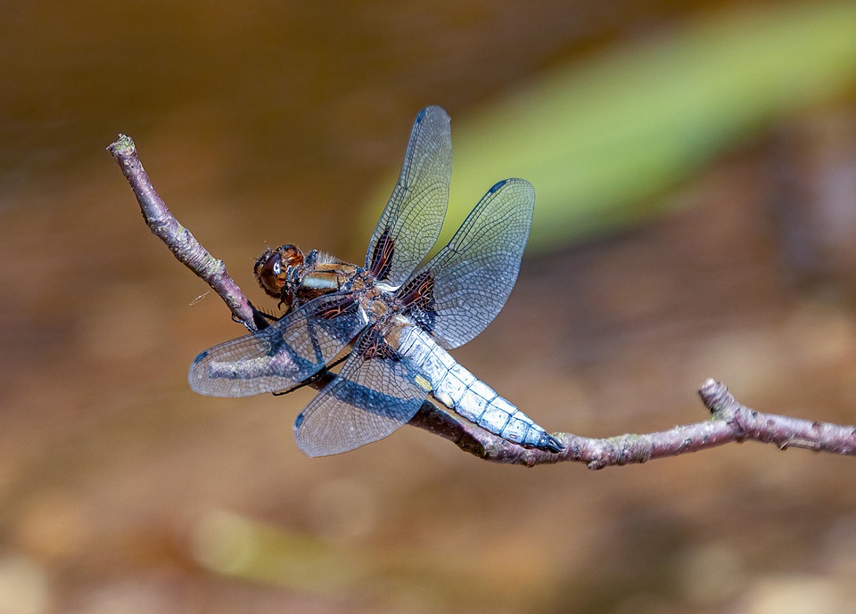 Dragonfly Insect Twig - Free photo on Pixabay