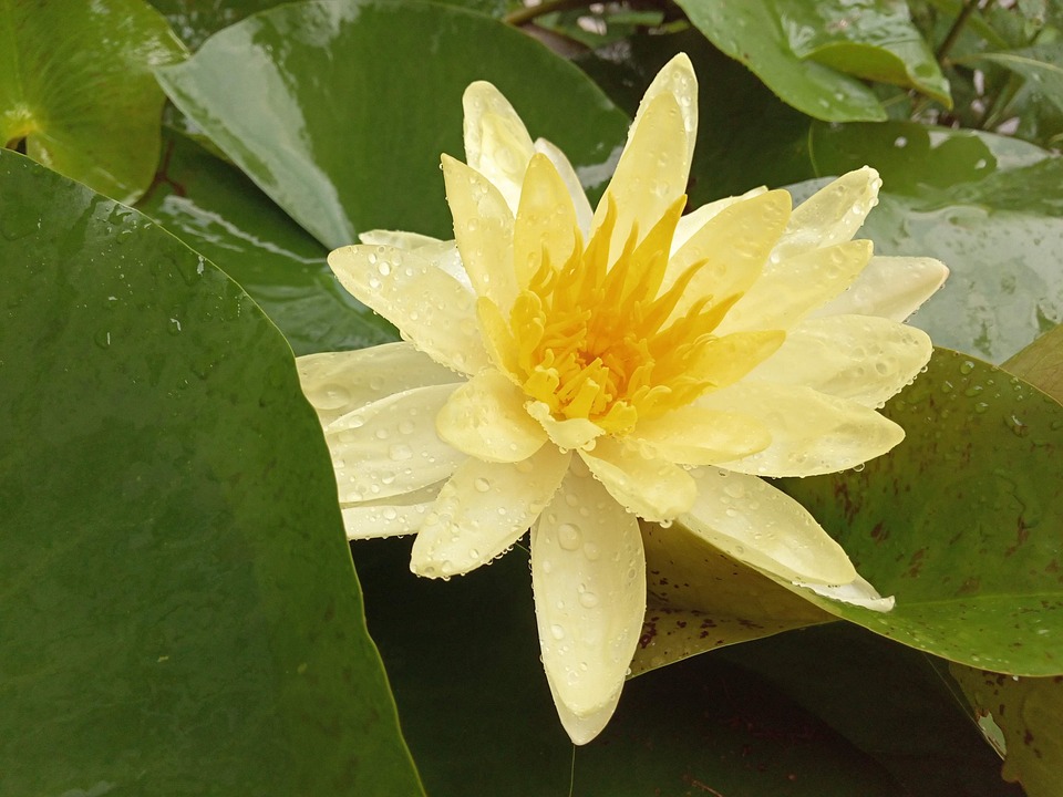Feuille De Lotus Plantes - Photo gratuite sur Pixabay - Pixabay