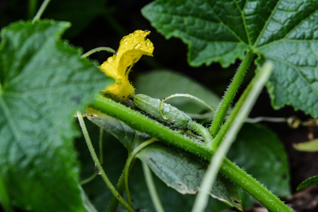 Bunga Sayur-Mayur Alam - Foto gratis di Pixabay - Pixabay